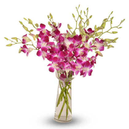 Orchids – florista-in